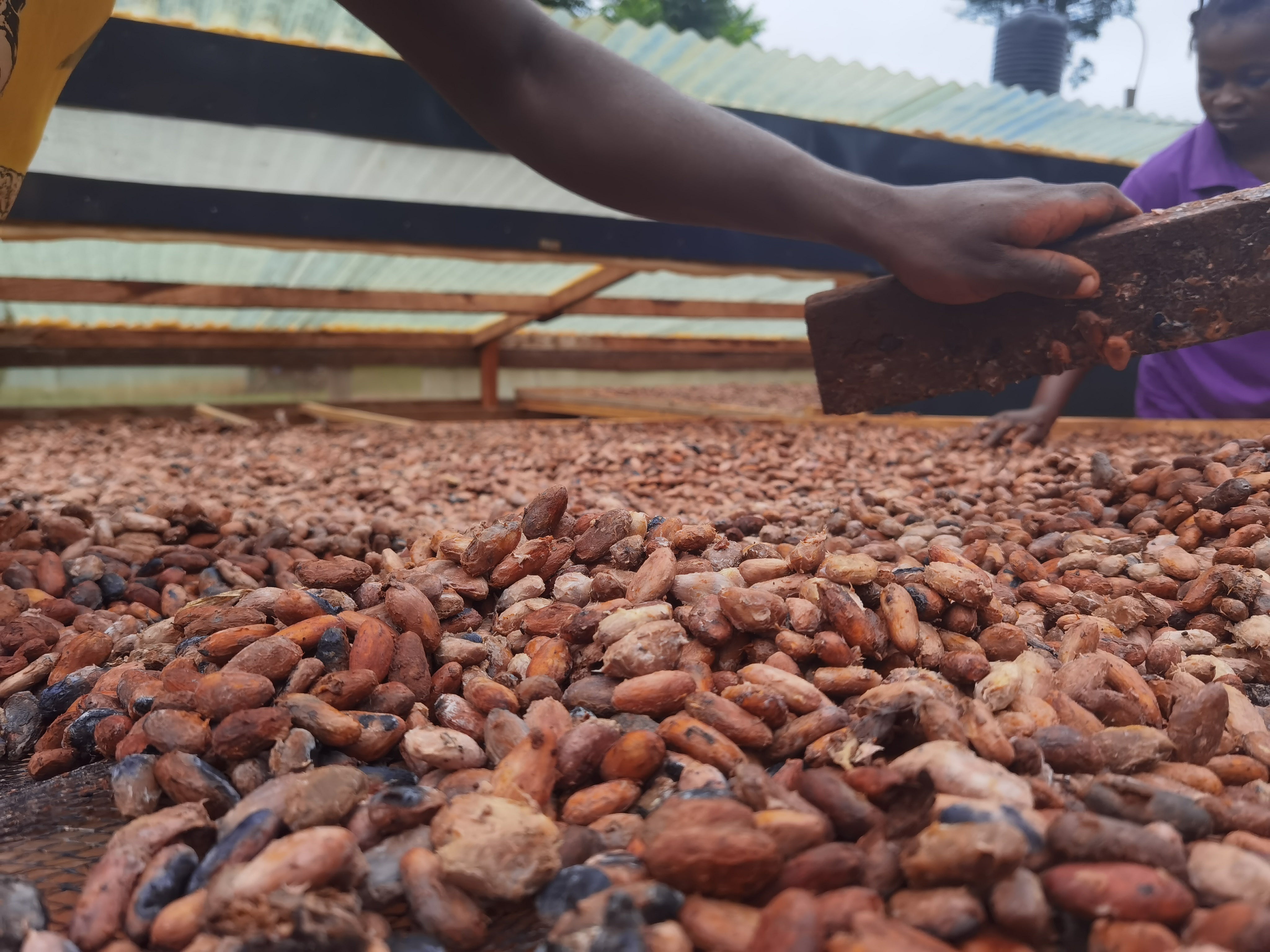 Organic, fair trade cocoa and more – Umano